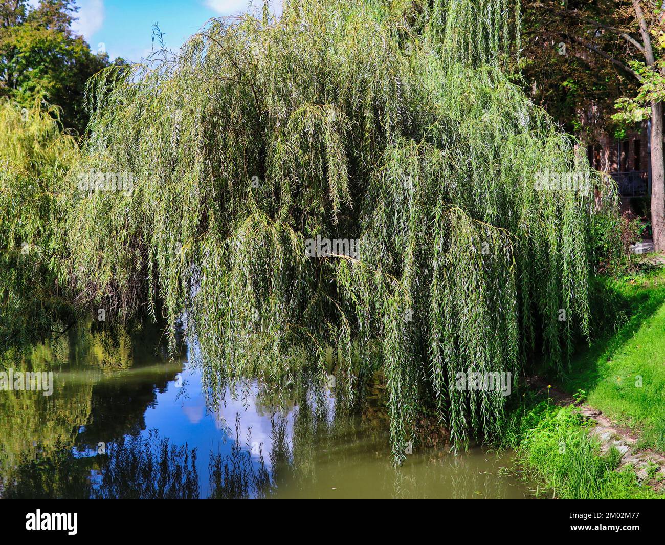 willow tree over a small river Hungary Stock Photo - Alamy