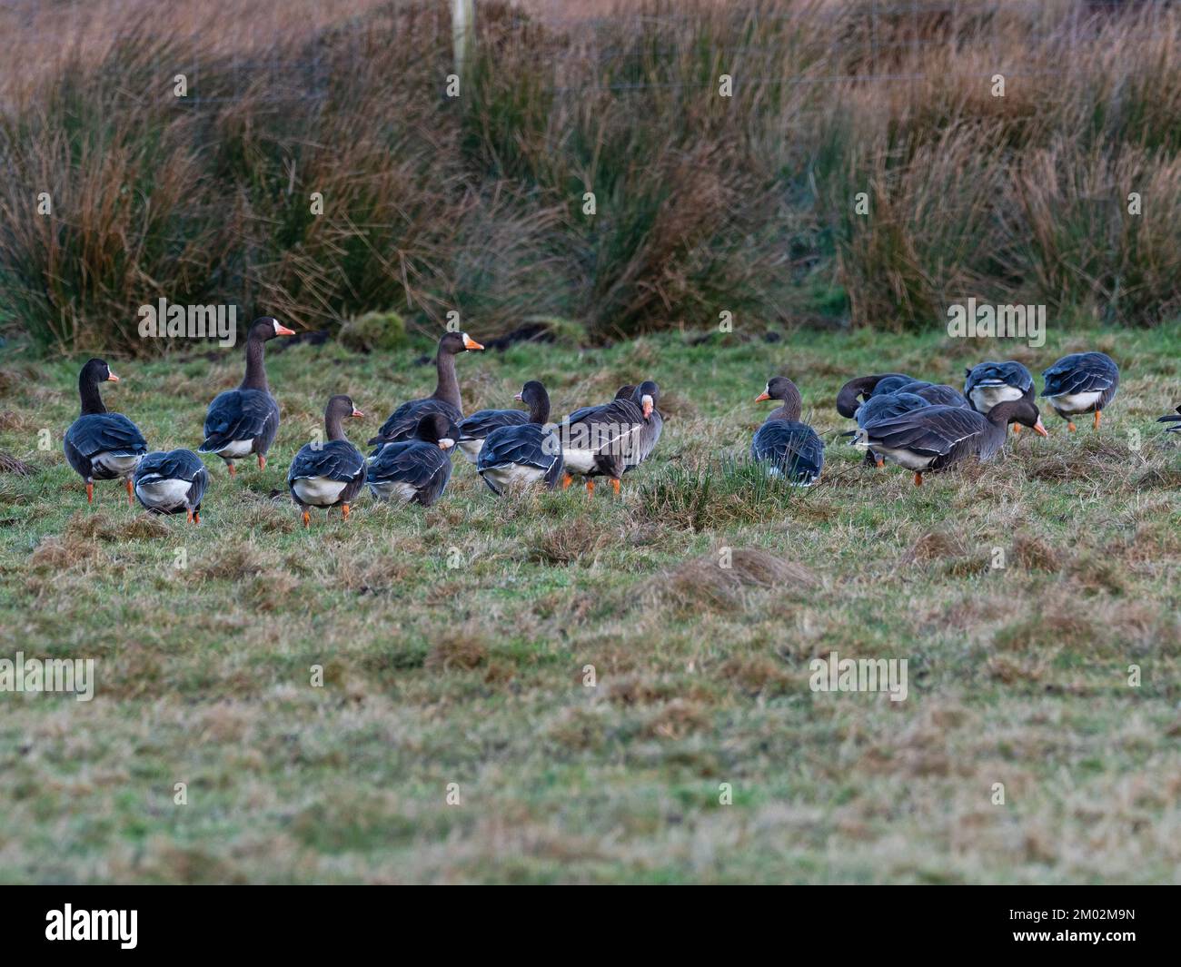 Greater white-fronted goose Anser albifrons flock in a field, Kilchoman ...