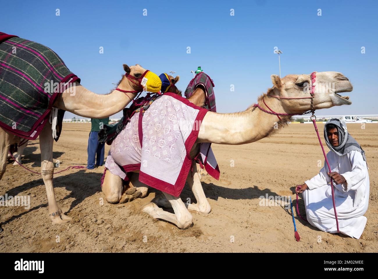 Camel racing handlers train camels on the racetrack in Al Shahaniya ...