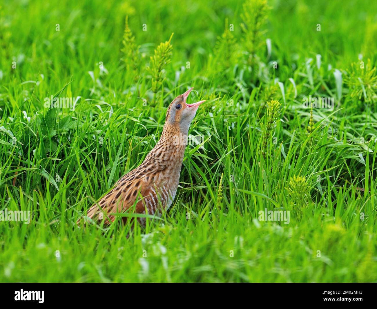 Corncrake Crex crex male calling in rough grassland, Balranald RSPB ...