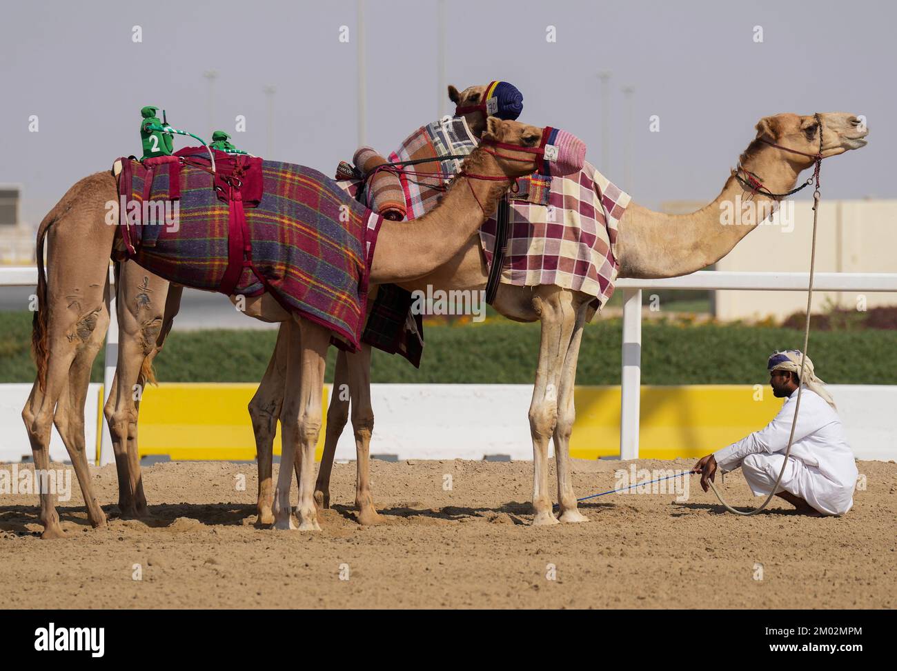 Camel racing handlers train camels on the racetrack in Al Shahaniya ...