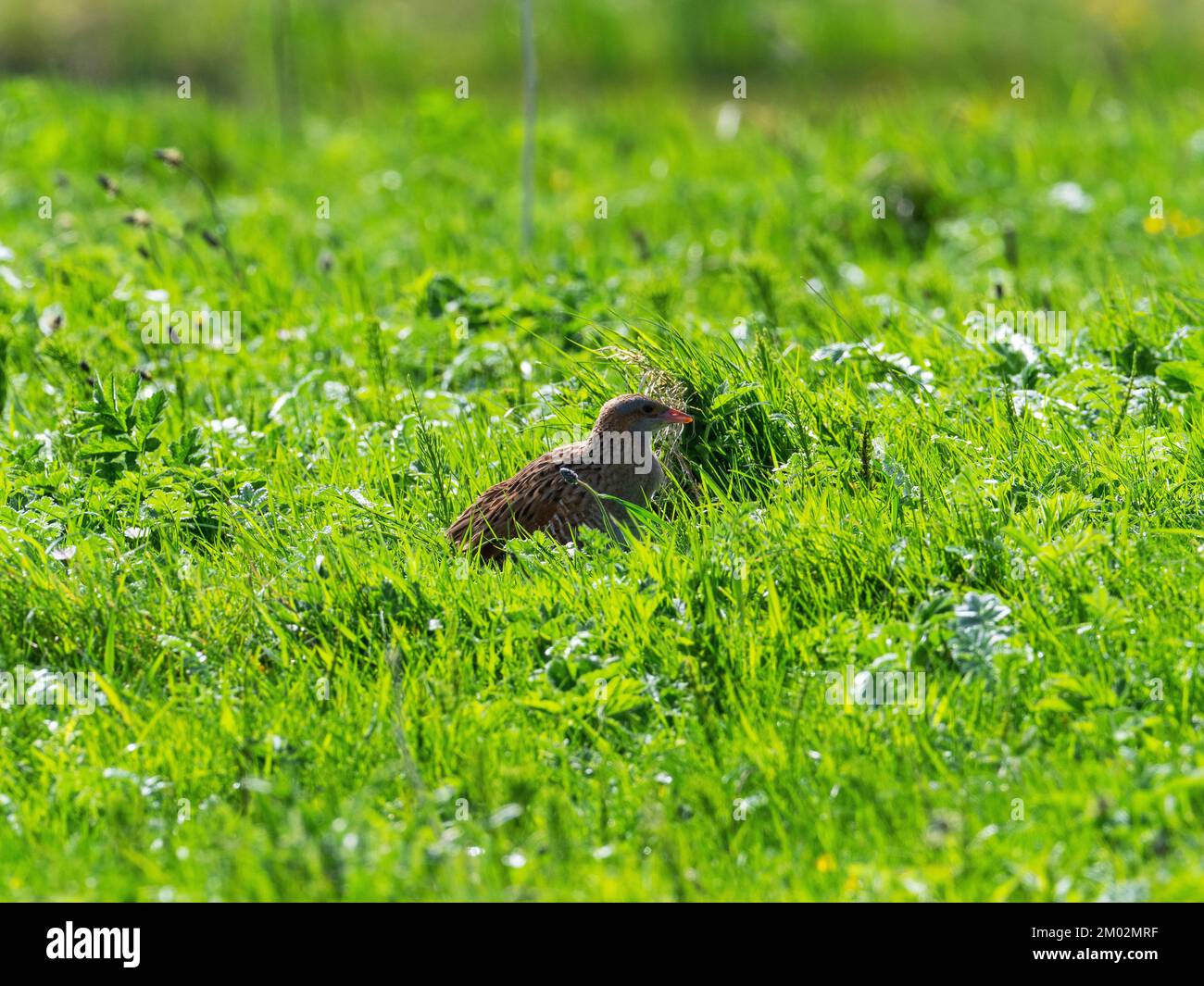 Corncrake Crex crex male in a damp meadow, Balranald RSPB Reserve ...