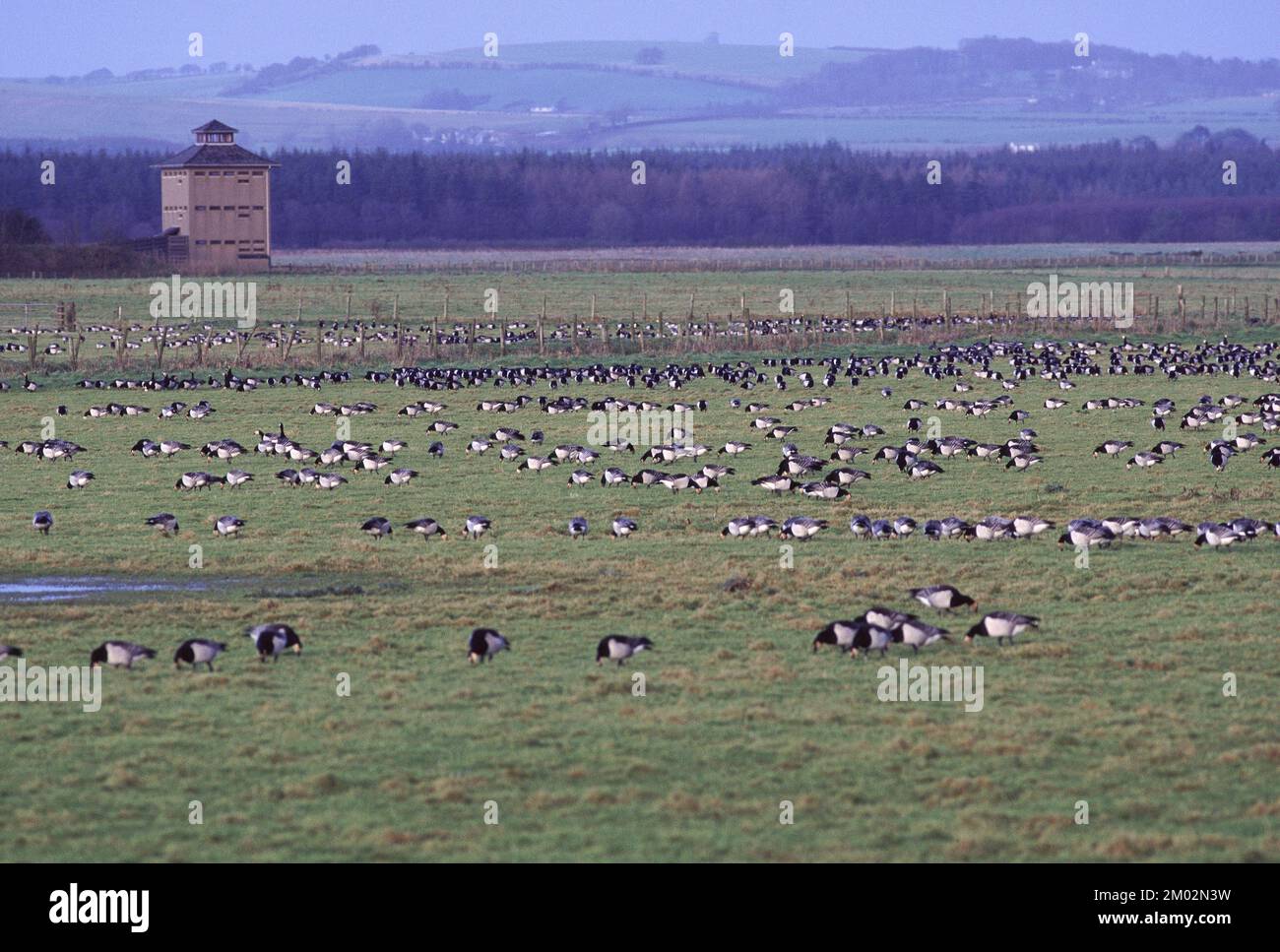 Barnacle goose Branta leucopsis flock feeding in grassland with the ...