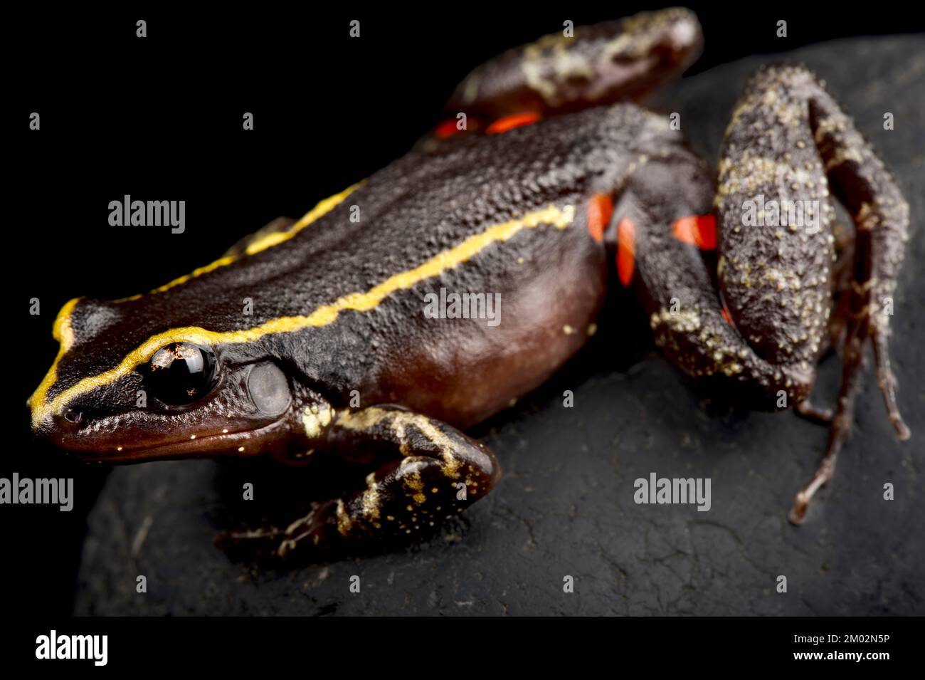 Painted ant-nest frog (Lithodytes lineatus Stock Photo - Alamy