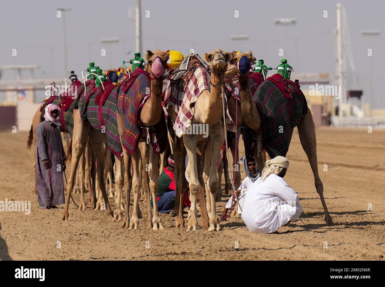 Camel racing handlers train camels on the racetrack in Al Shahaniya ...