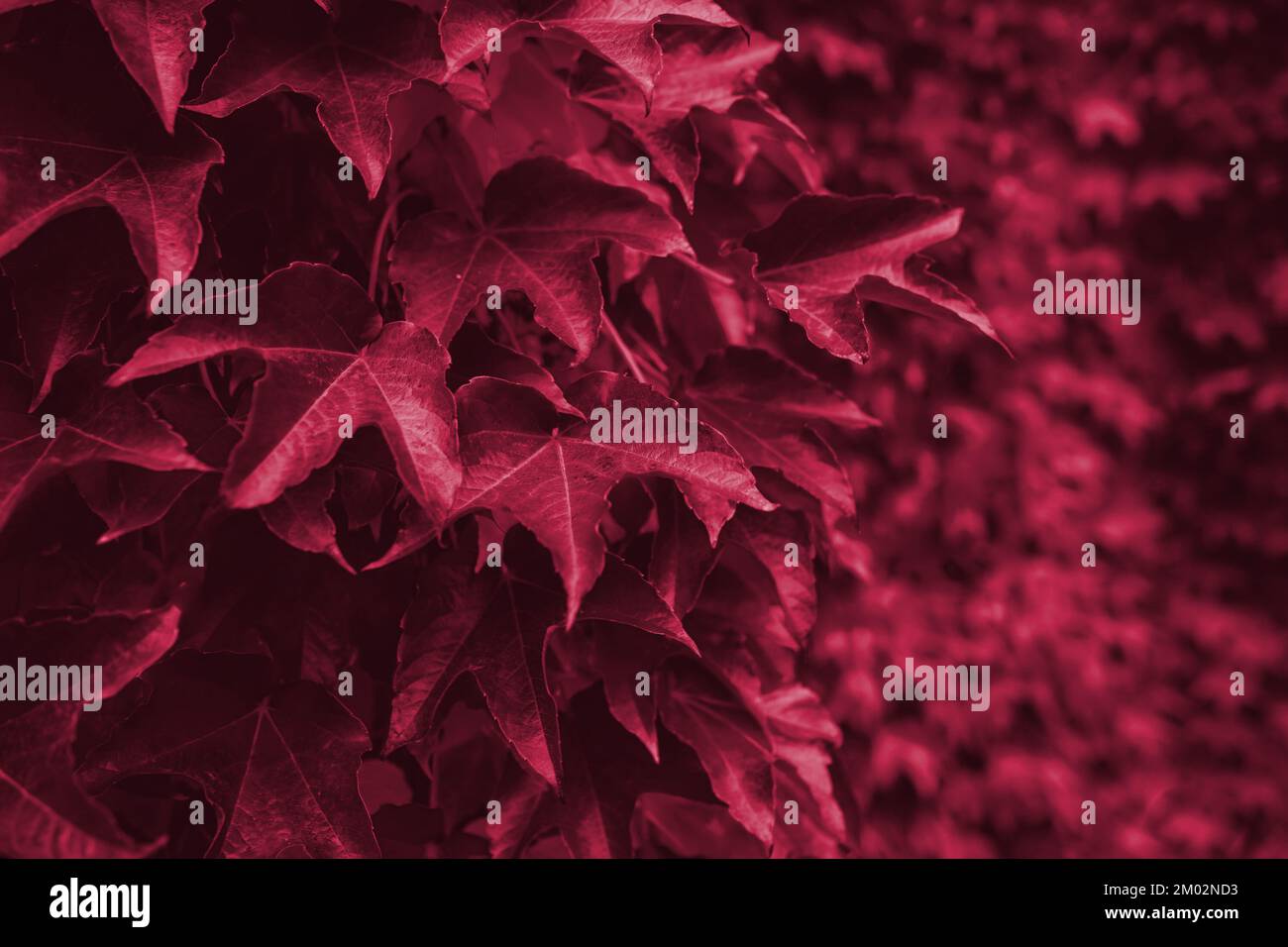 Viva Magenta beautiful view of plant in monochrome color. Forest Viva ...