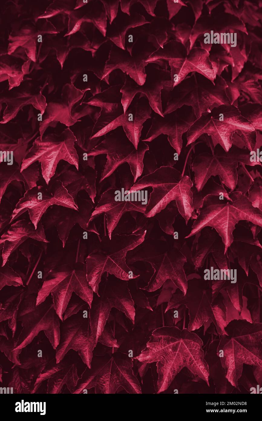 Viva Magenta beautiful view of plant in monochrome color. Forest Viva ...