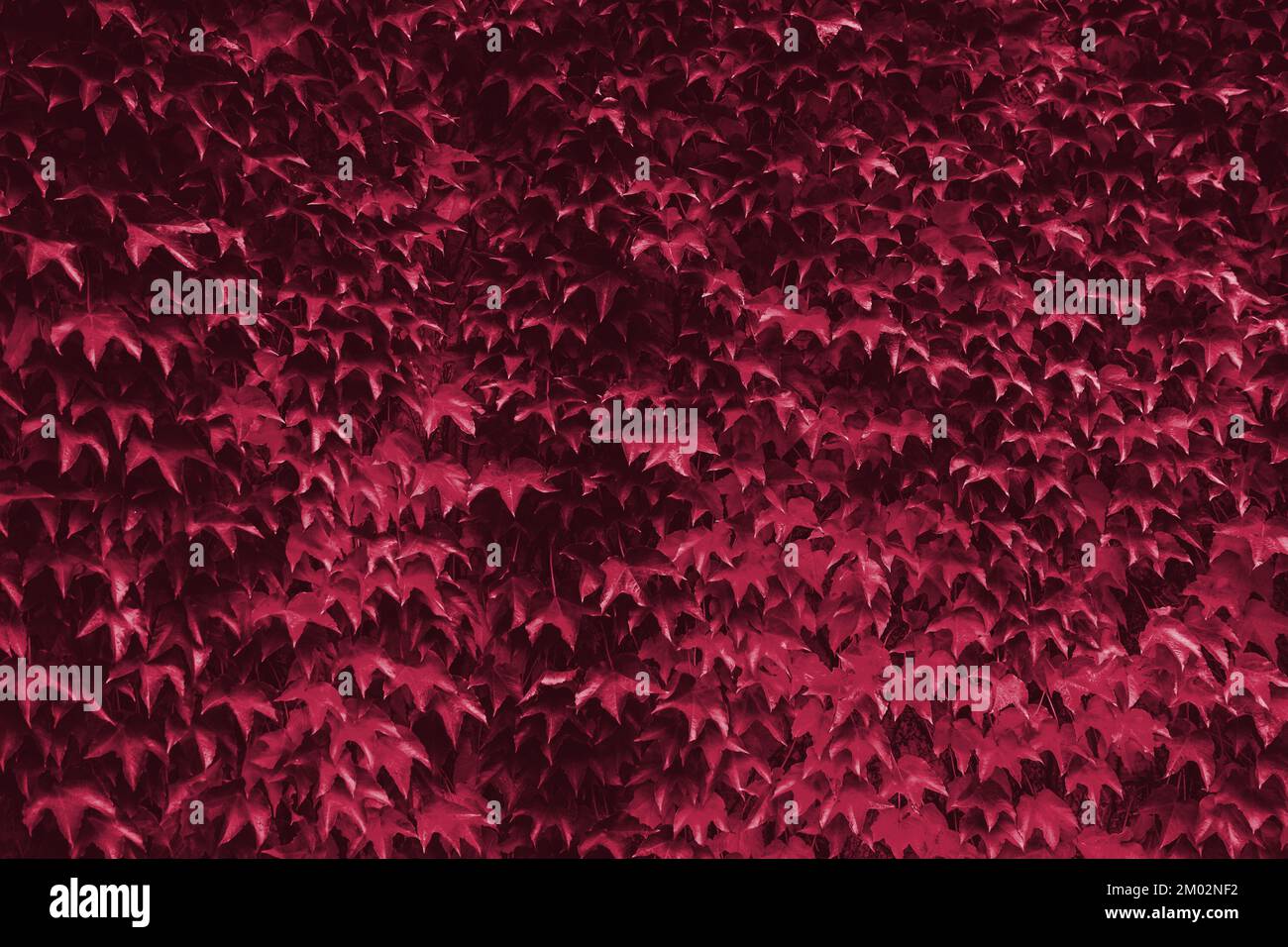 Viva Magenta beautiful view of plant in monochrome color. Forest Viva ...
