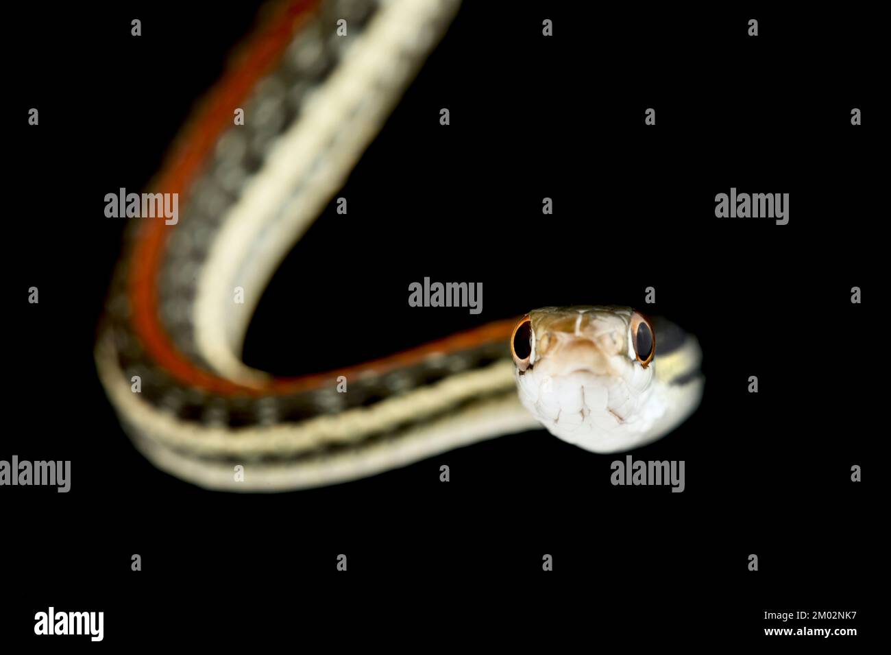 Ribbon snake hi-res stock photography and images - Alamy