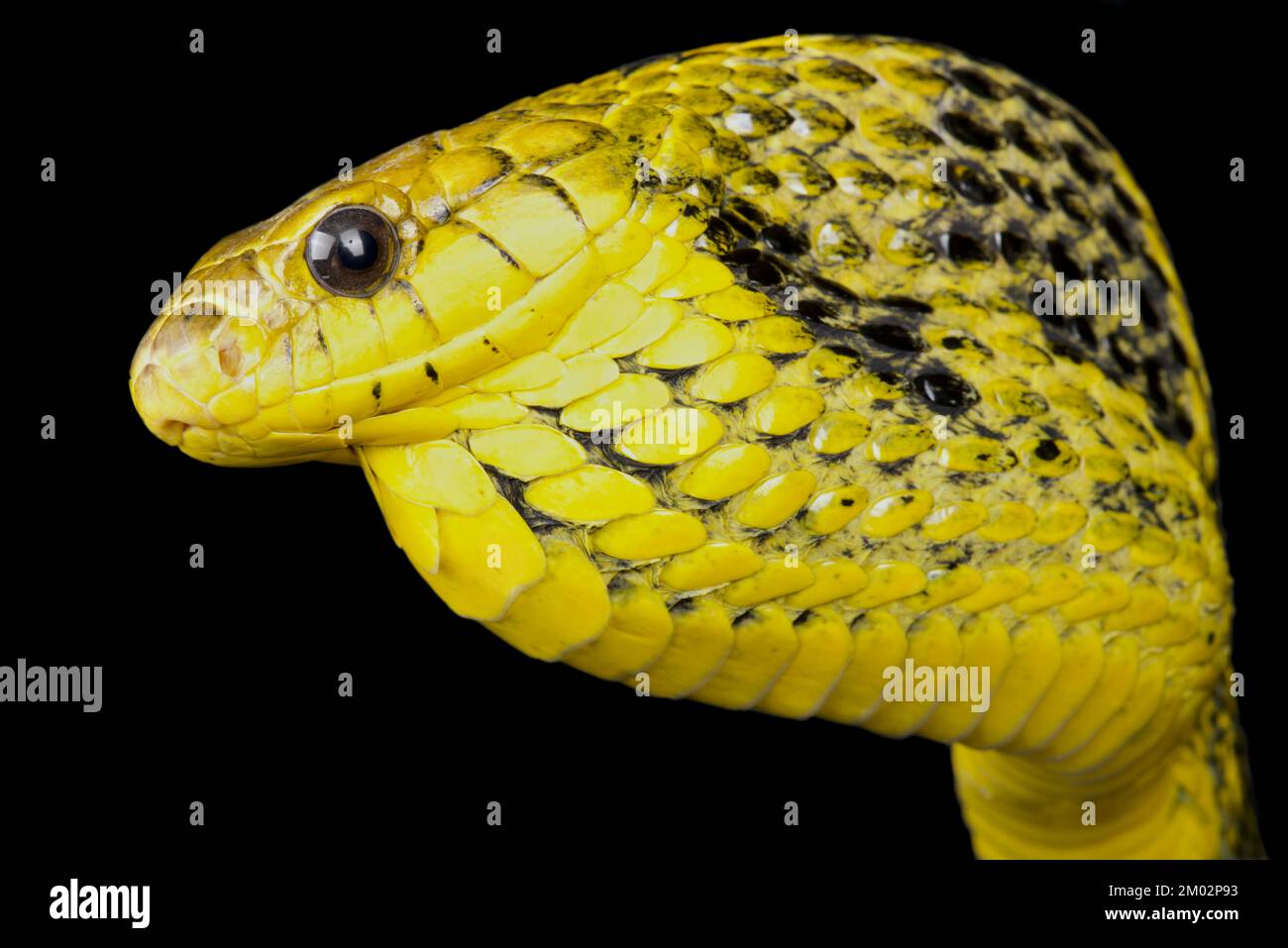 Yellow-bellied puffing snake (Pseustes sulphureus Stock Photo - Alamy