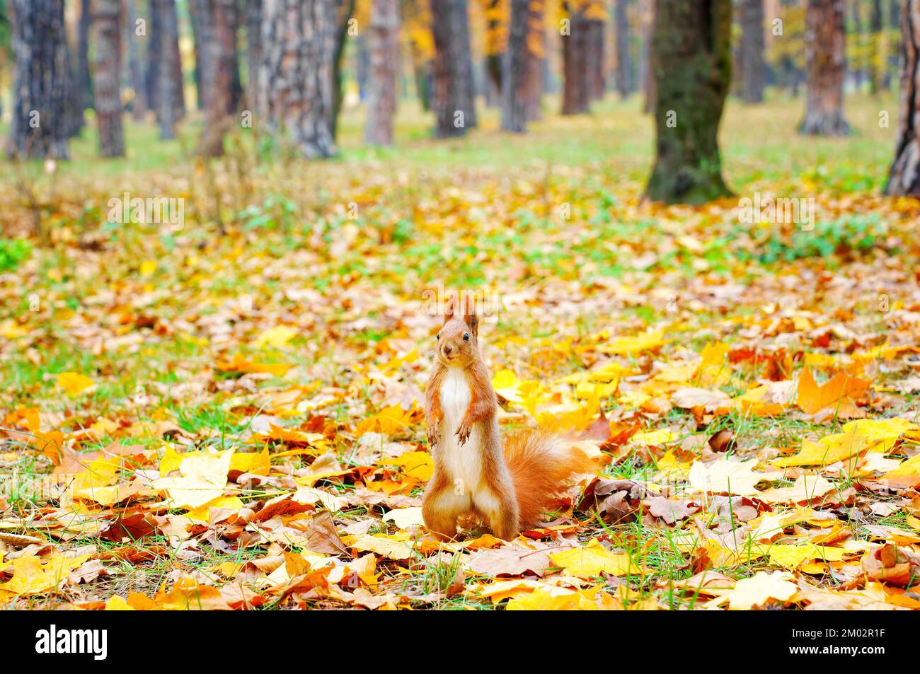 Alert red squirrel presenting itself with erect posture defending the ...