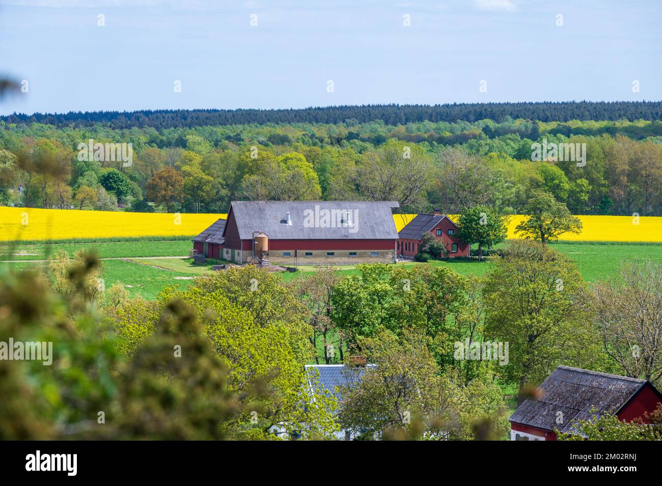 Red barn in farmfield and forest landscape with yellow canola rapeseed ...
