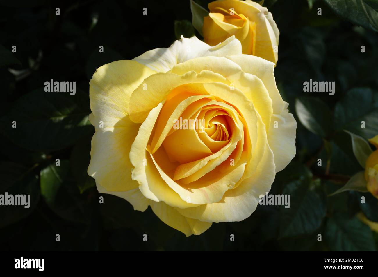 a gorgeous large yellow rose against the dark green leaves Stock Photo ...