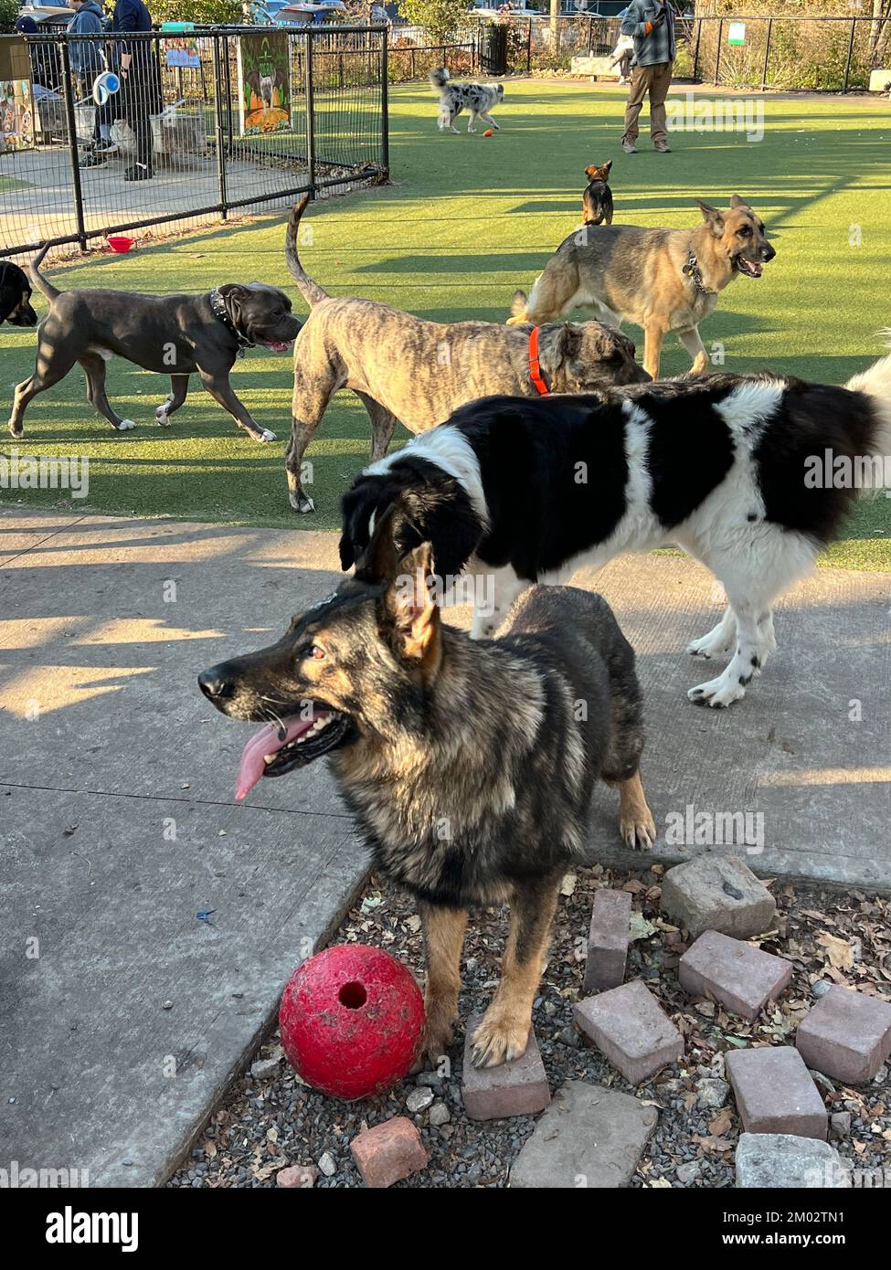 Big dogs relax at a dog park at the Parade Grounds in Brooklyn, New ...