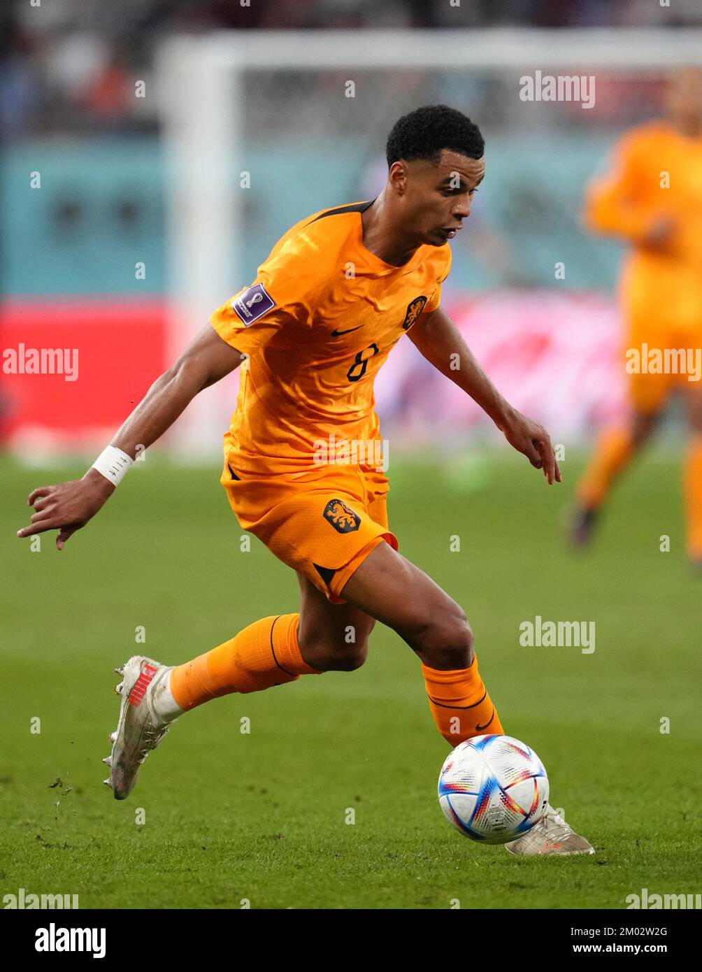 Cody gakpo netherlands 2022 hi-res stock photography and images - Alamy
