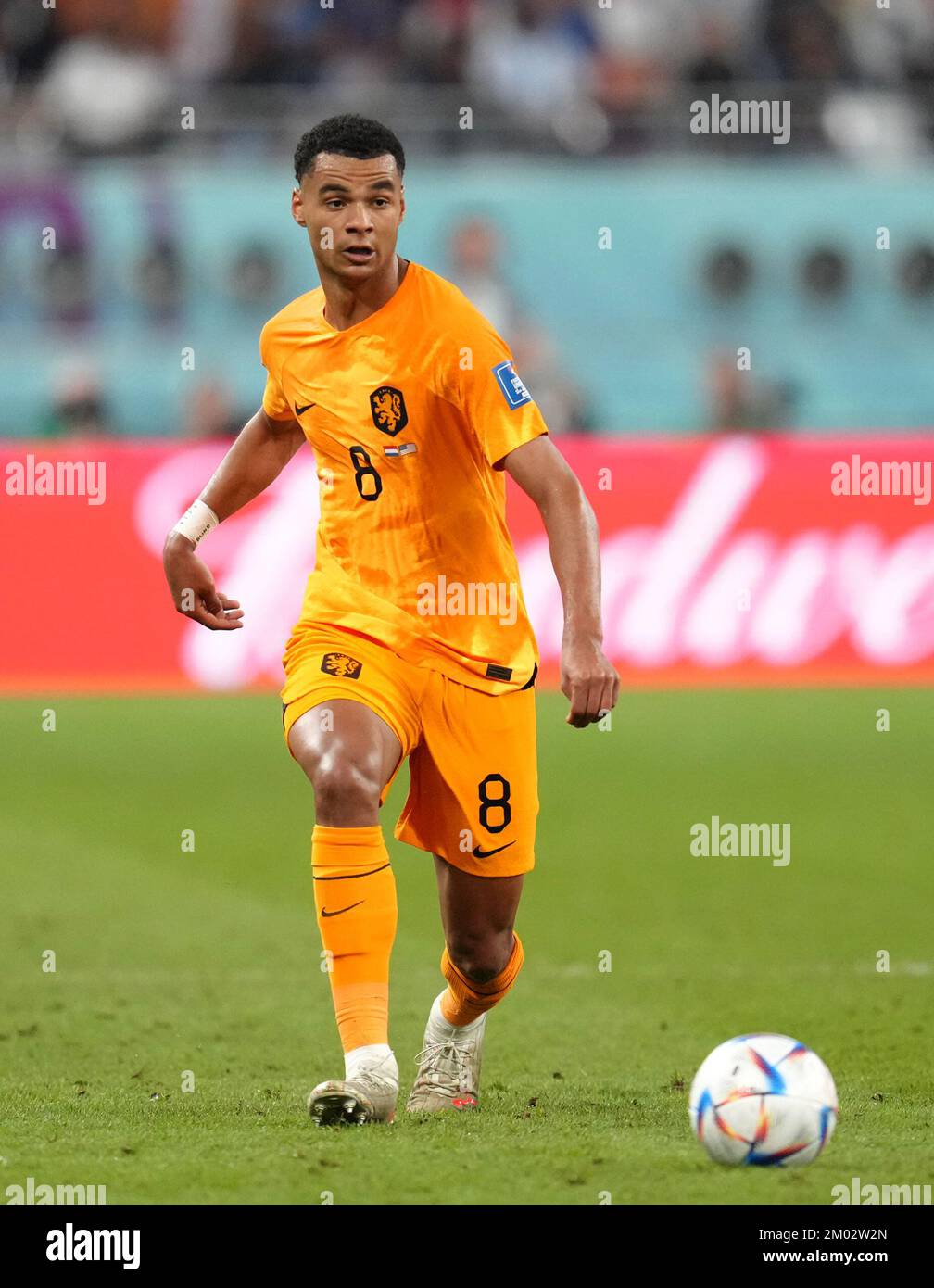 Cody gakpo netherlands december 2022 hi-res stock photography and ...