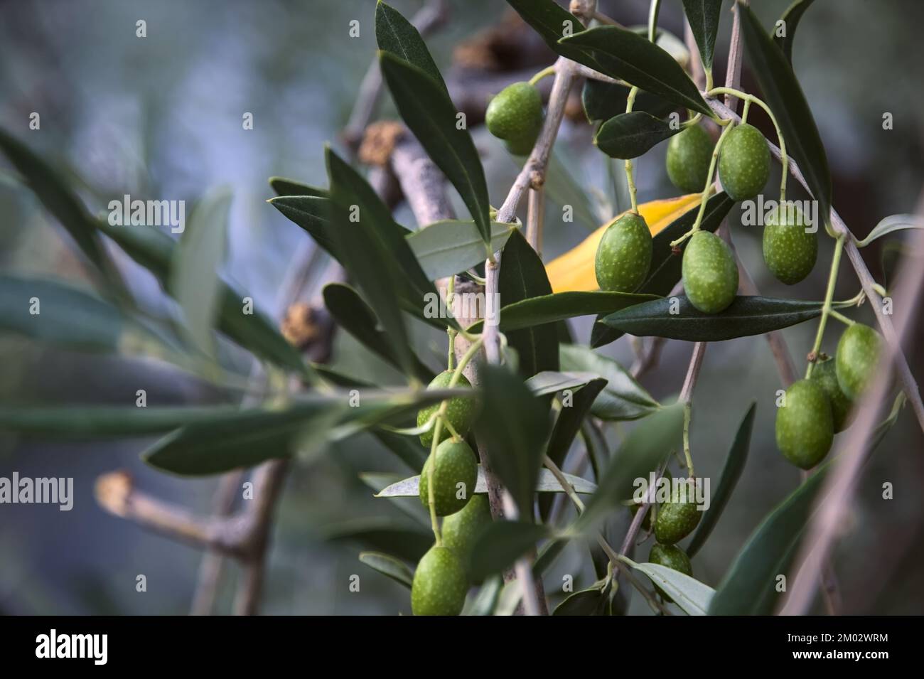 Olive tree branch seen hi-res stock photography and images - Alamy