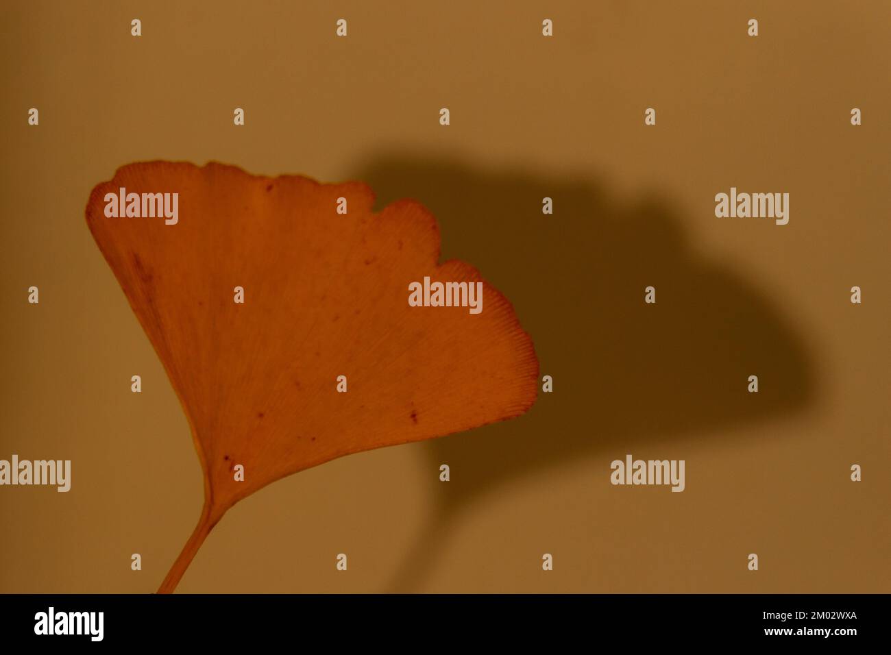 érable feuille de dentelle hi-res stock photography and images - Alamy