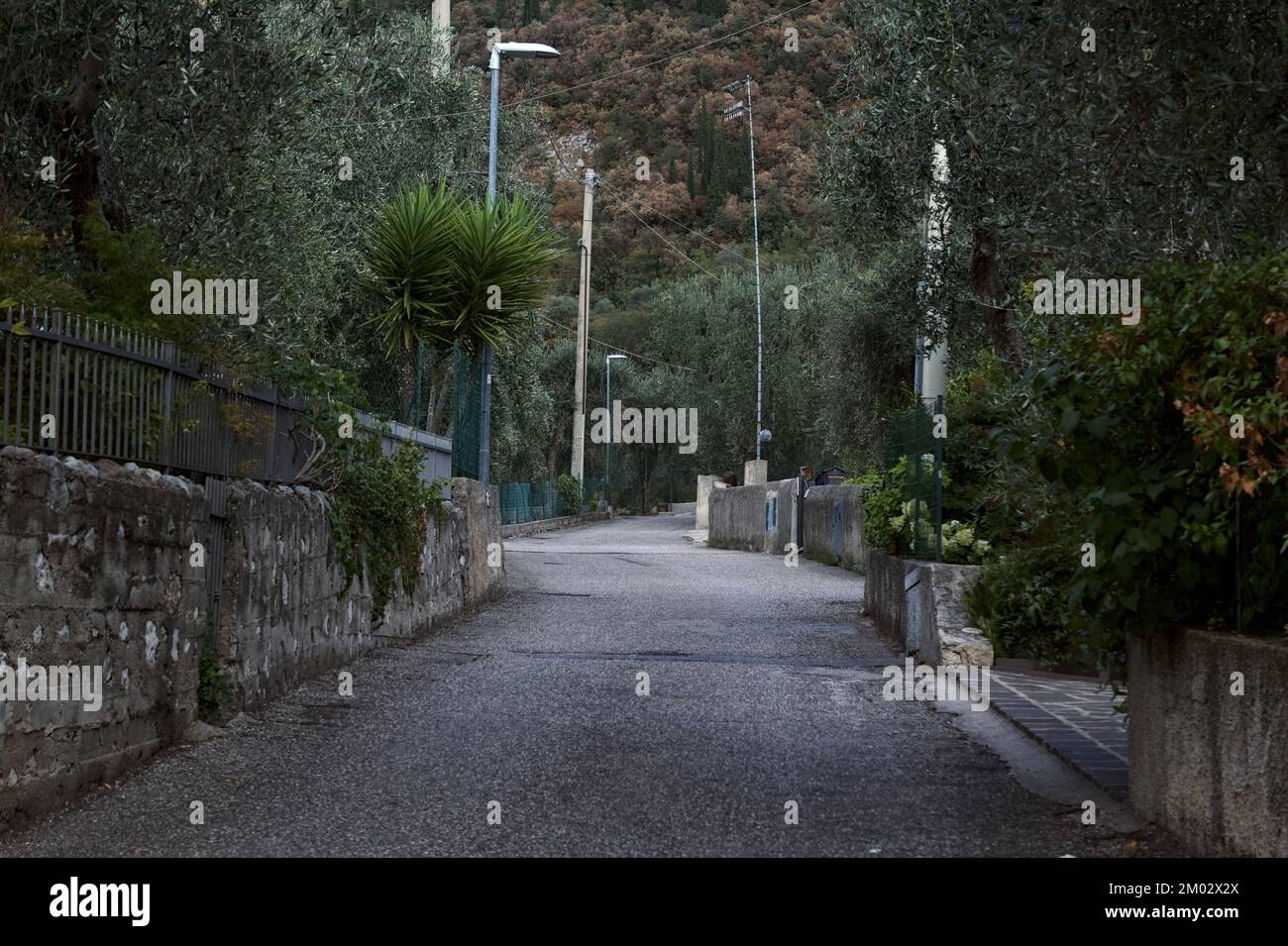 Climbing side road bordered by olive tree plantations in summer Stock ...