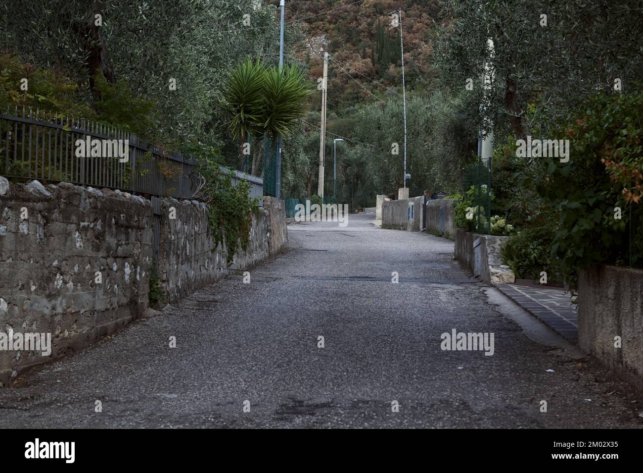 Climbing side road bordered by olive tree plantations in summer Stock ...