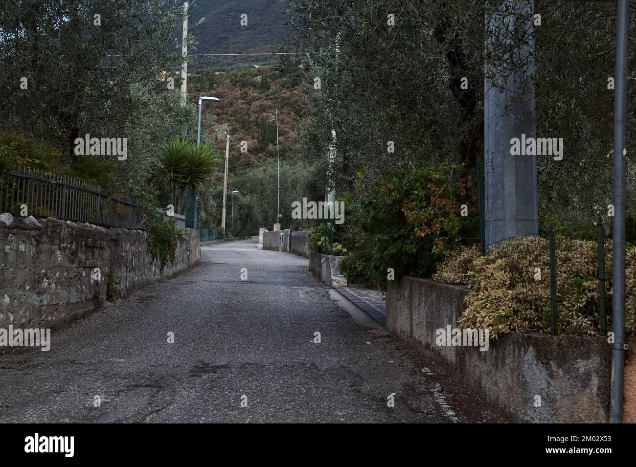 Climbing side road bordered by olive tree plantations in summer Stock ...