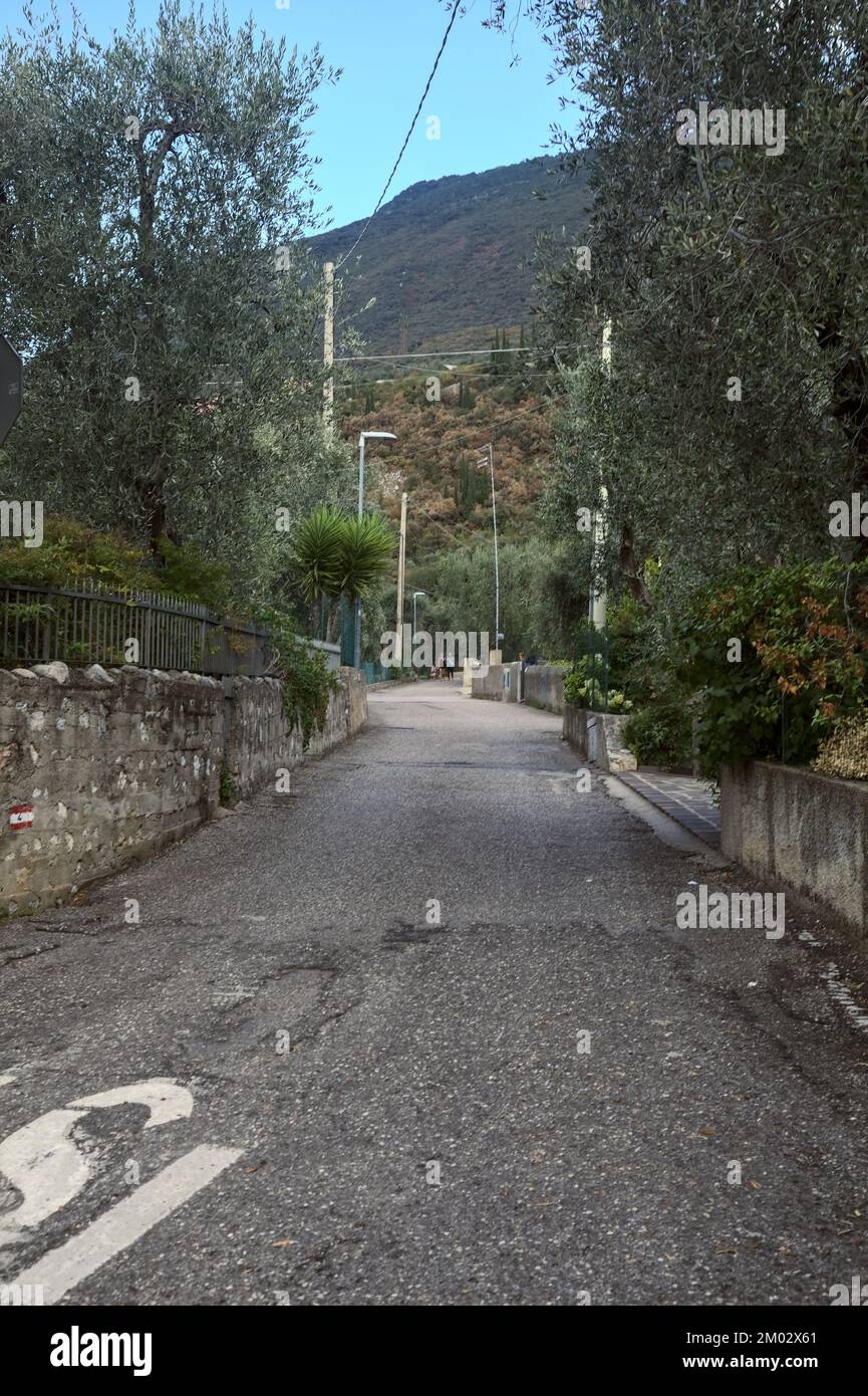 Climbing side road bordered by olive tree plantations in summer Stock ...