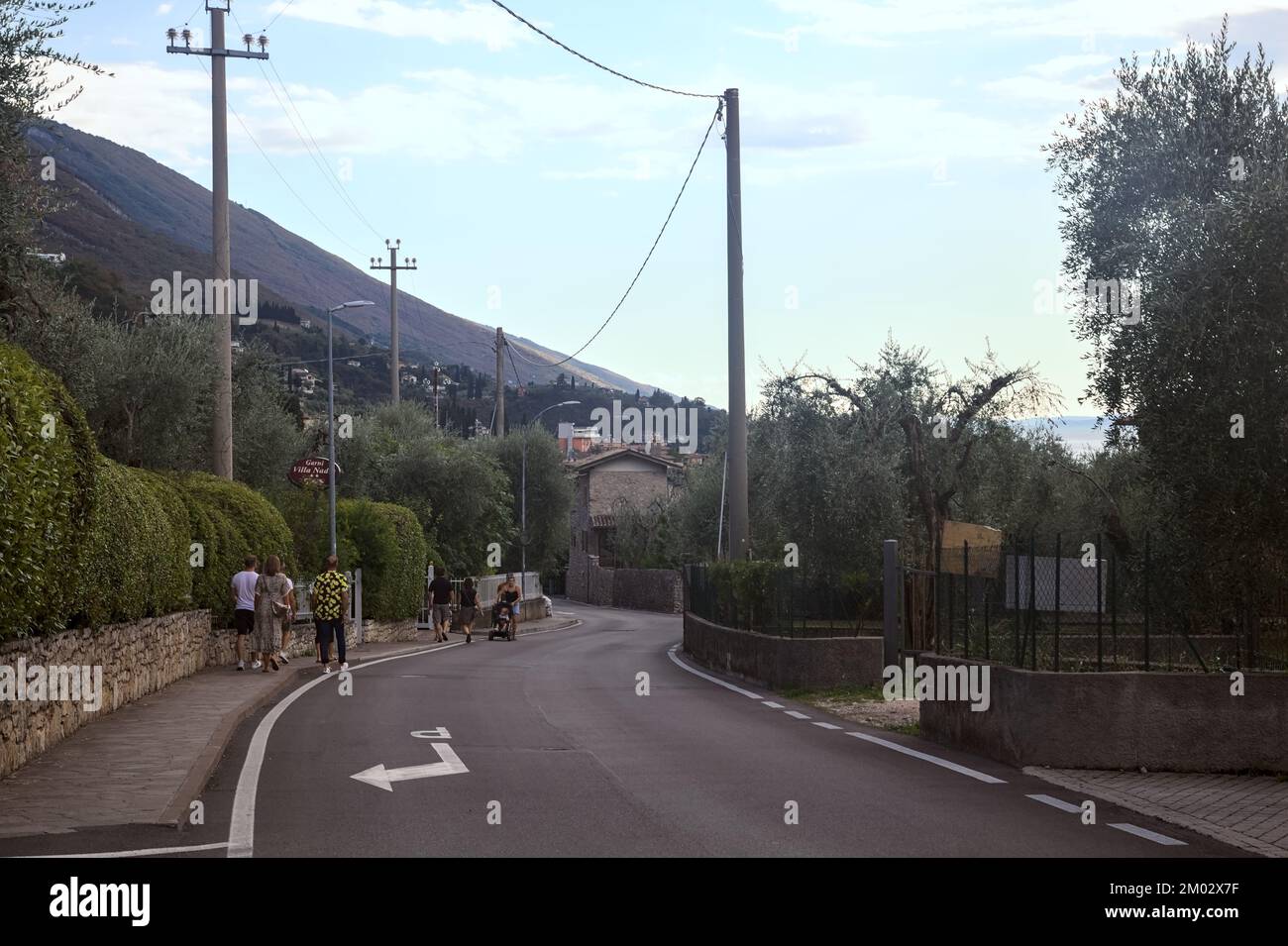Climbing side road bordered by olive tree plantations in summer Stock ...
