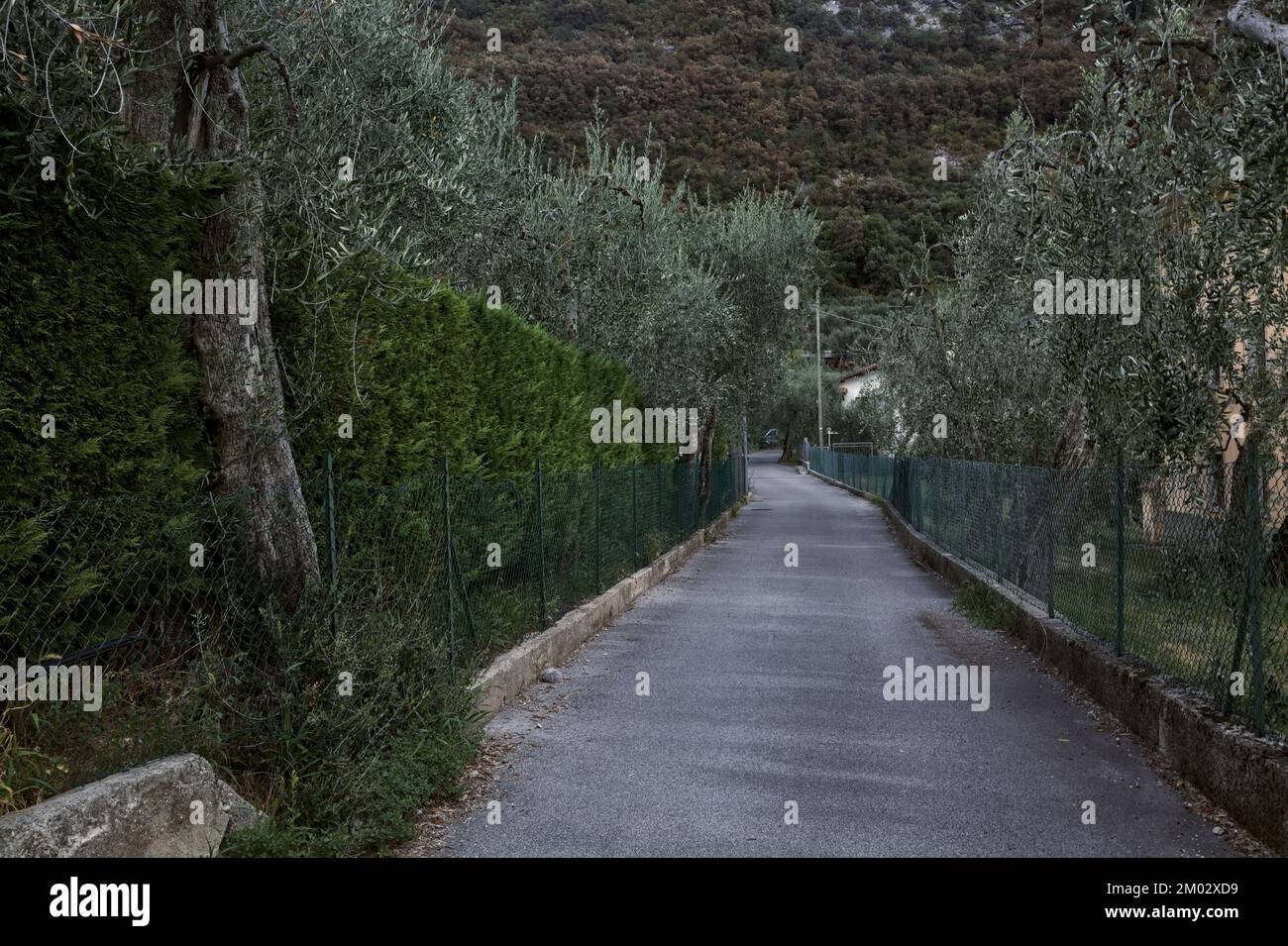 Climbing side road bordered by olive tree plantations in summer Stock ...