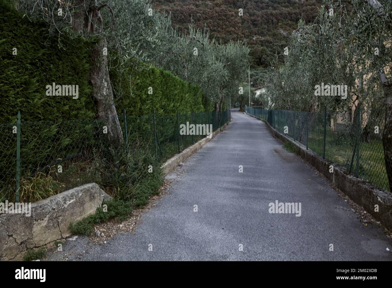 Climbing side road bordered by olive tree plantations in summer Stock ...