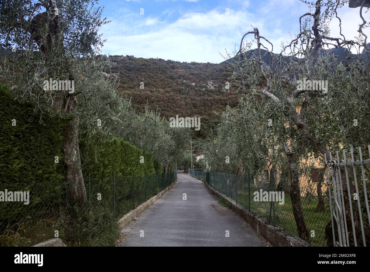 Climbing side road bordered by olive tree plantations in summer Stock ...