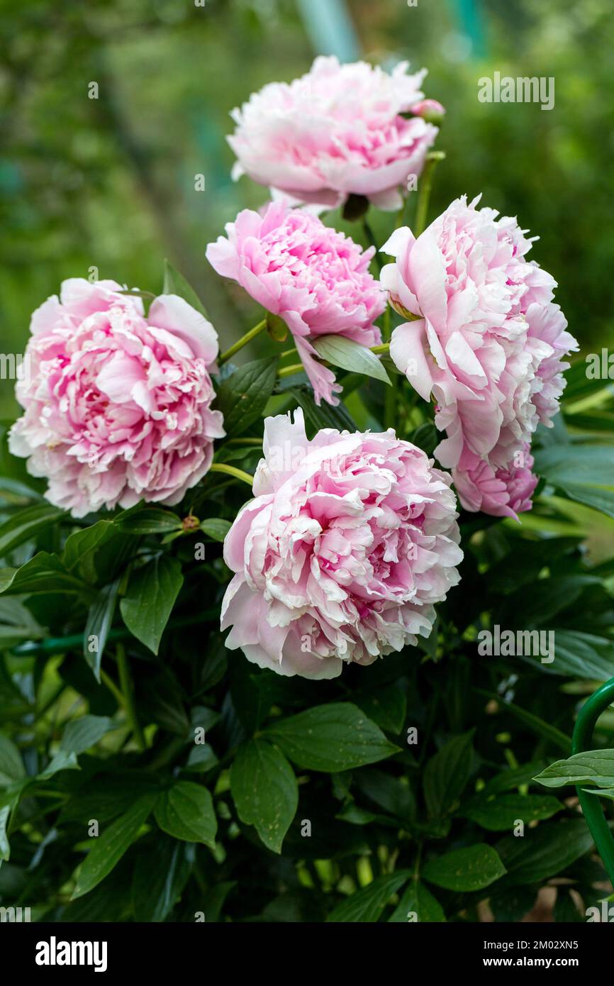 Paeonia lactiflora Sarah Bernhardt flowers in the summer garden Stock ...