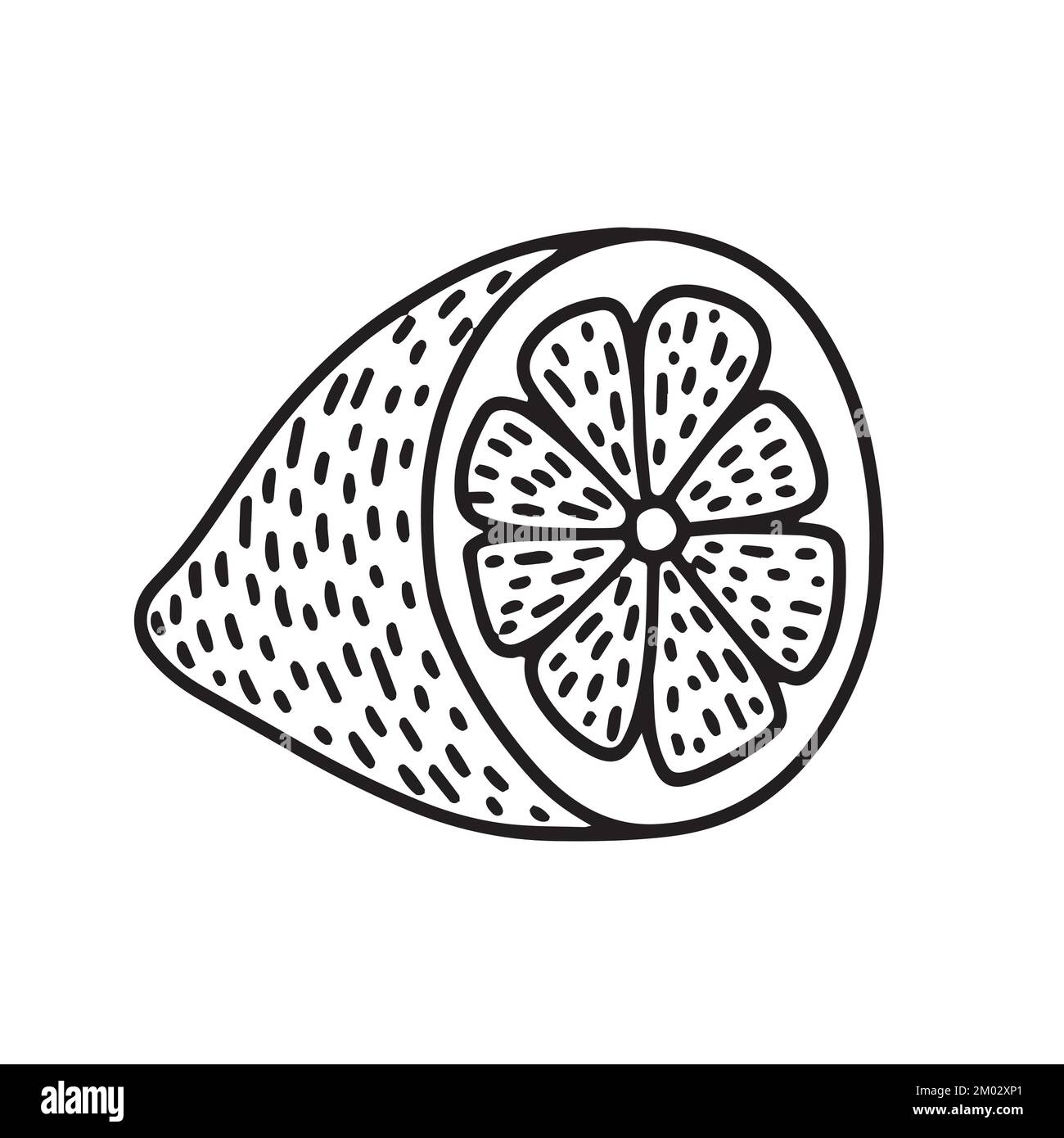 Vector slice of lemon sketch Stock Vector Image & Art - Alamy