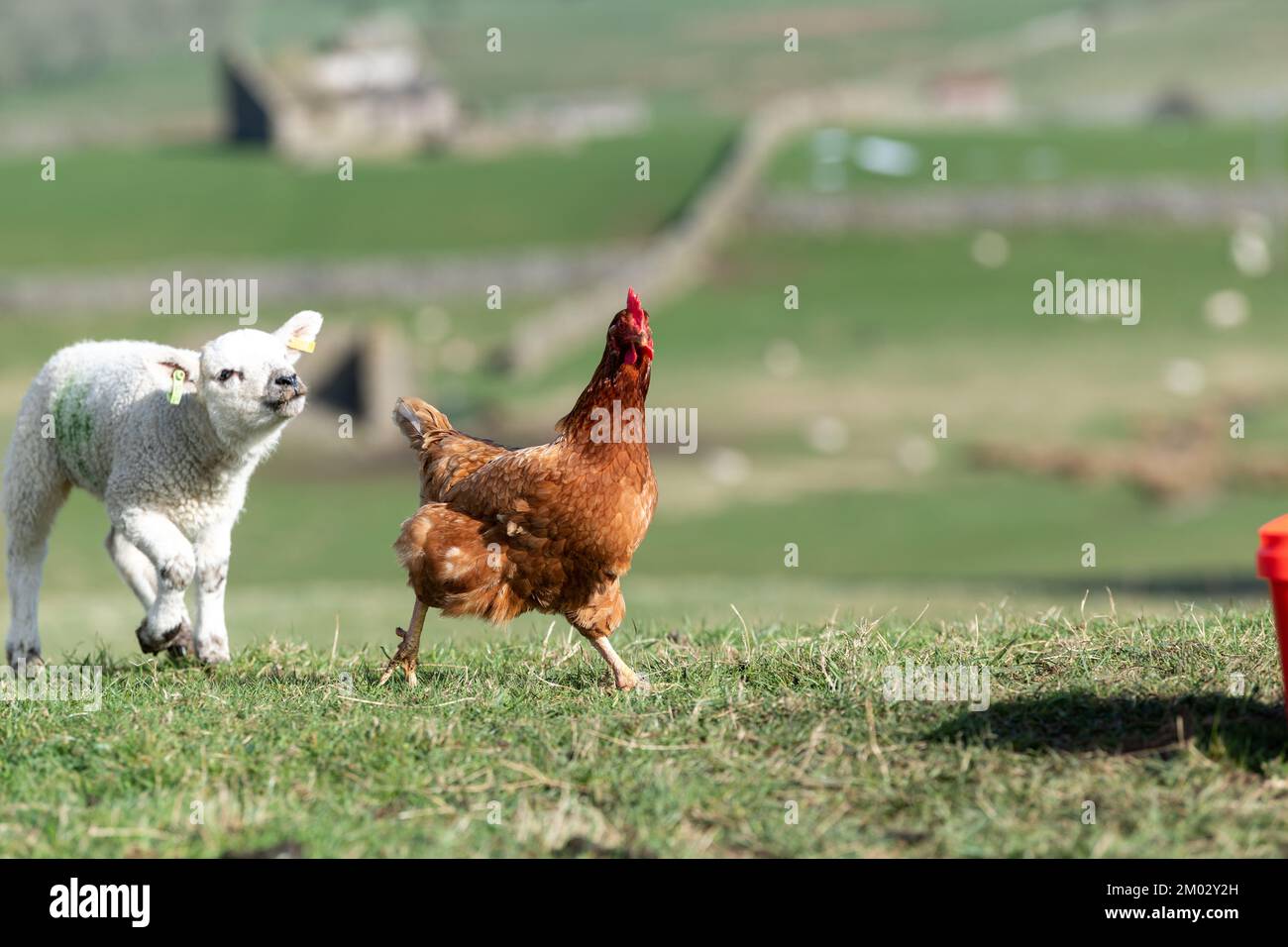Curious young lambs meet a hen in the field for the first time. North ...