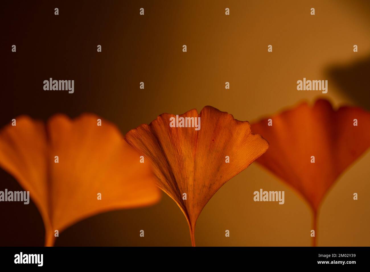 Feuille feuilles vigne rouge vigne hi-res stock photography and images ...