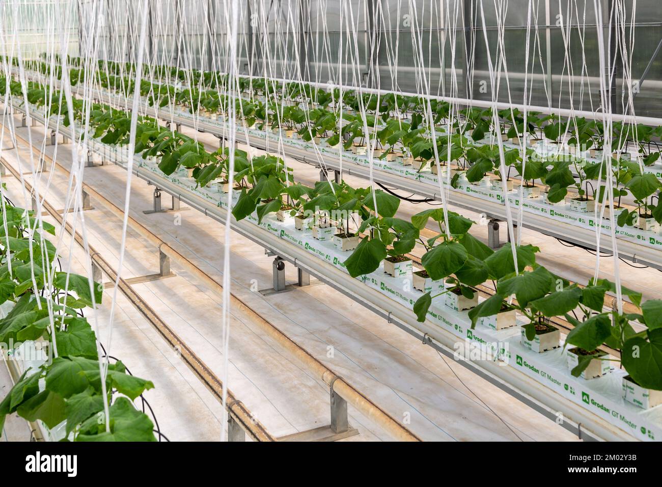 Cucumbers grown in a modern hydroponic greenhouse on a rock wool ...