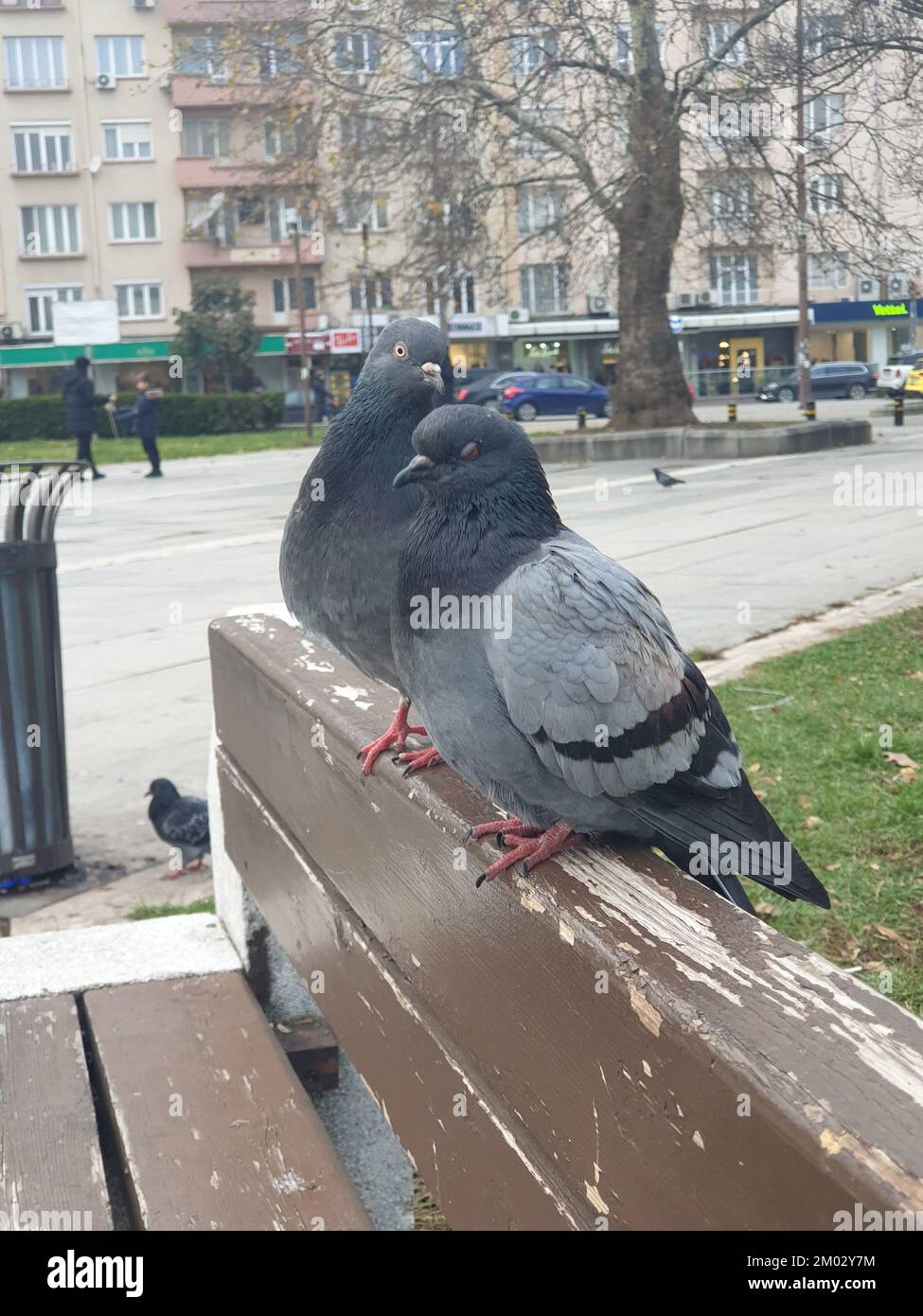 Cheeky pigeon hi-res stock photography and images - Alamy