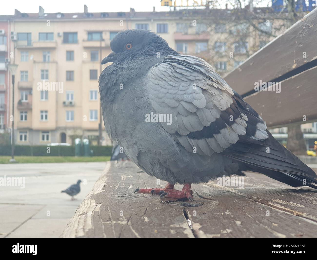 Cheeky pigeon hi-res stock photography and images - Alamy