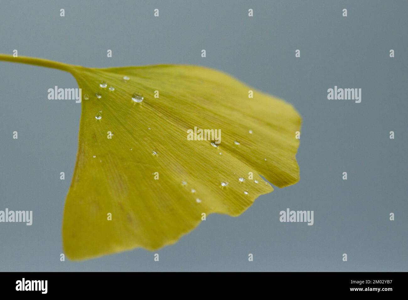 érable feuille de dentelle hi-res stock photography and images - Alamy