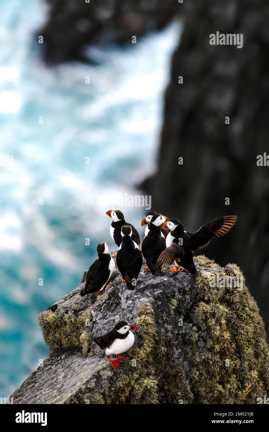 Seven puffins on a rock with the turqoise sea in the background and ...