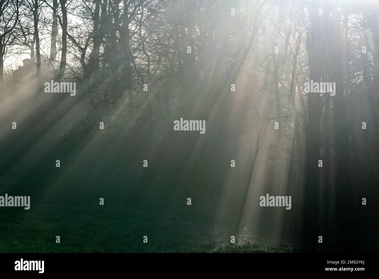 Sunlight streaming through trees and fog creating an eerie light. North ...