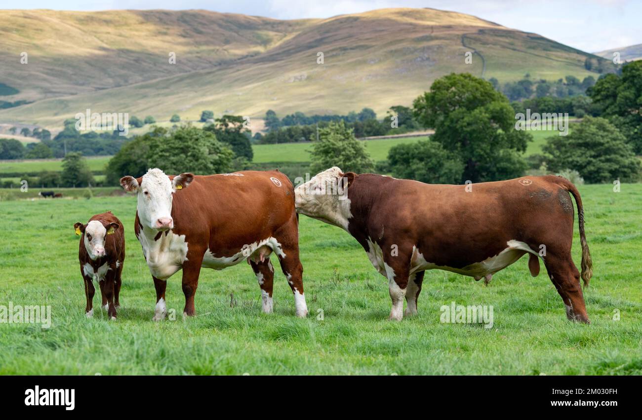 Pedigree hereford bull with a cow and calf in an upland pasture on the ...