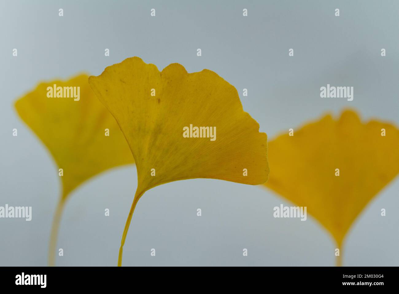 érable feuille de dentelle hi-res stock photography and images - Alamy