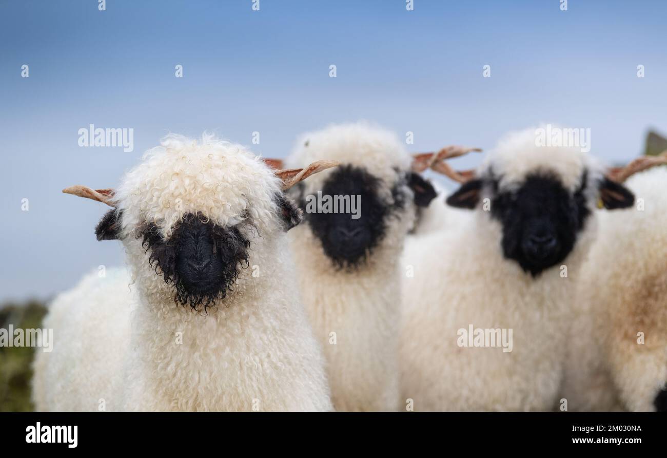Flock of Valais Blacknose sheep, a breed of sheep originating from the ...