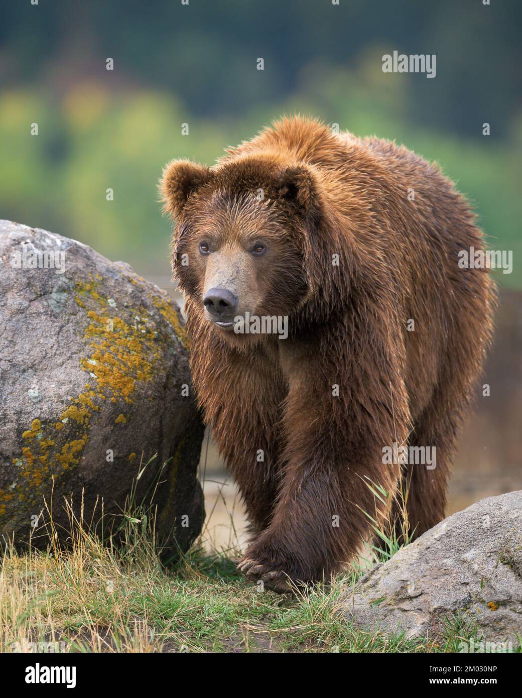 Male standing grizzly bear hi-res stock photography and images - Alamy