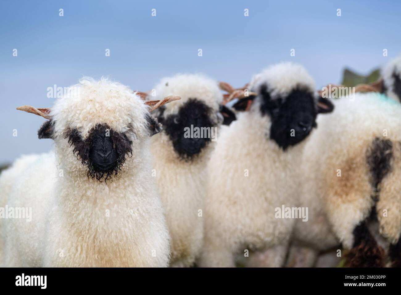 Flock of Valais Blacknose sheep, a breed of sheep originating from the ...