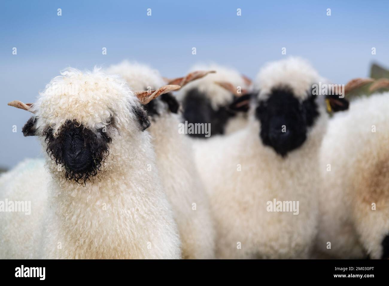 Flock of Valais Blacknose sheep, a breed of sheep originating from the ...