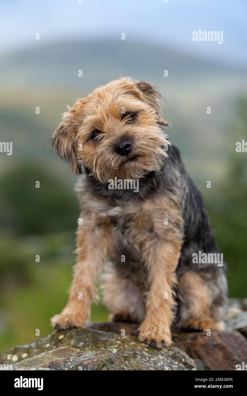 Border terrior sat looking intently, Scotland, UK Stock Photo - Alamy