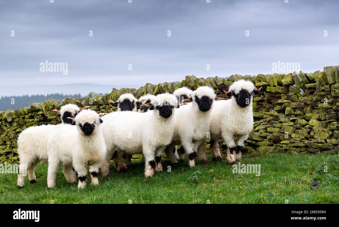 Flock of Valais Blacknose sheep, a breed of sheep originating from the ...