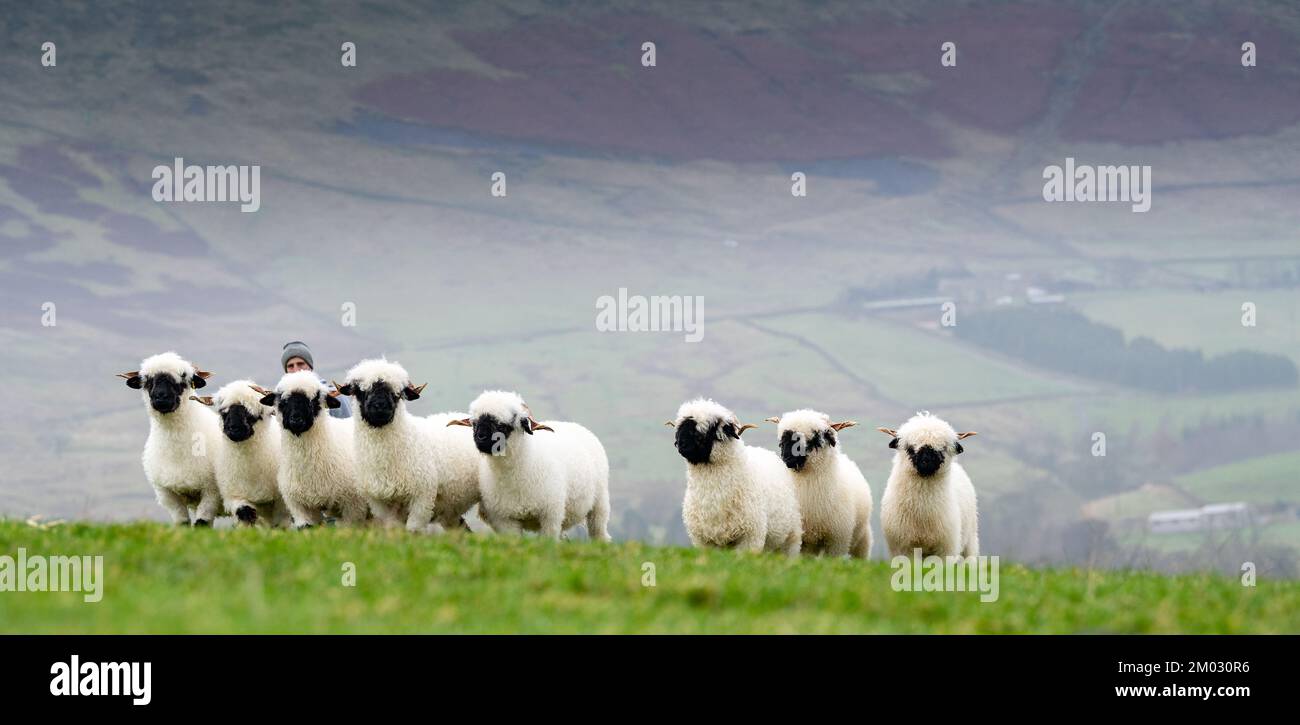 Flock of Valais Blacknose sheep, a breed of sheep originating from the ...