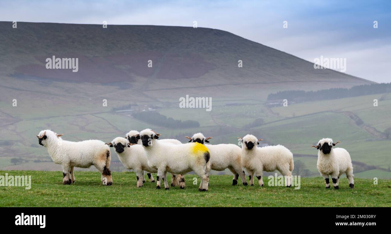 Flock of Valais Blacknose sheep, a breed of sheep originating from the ...